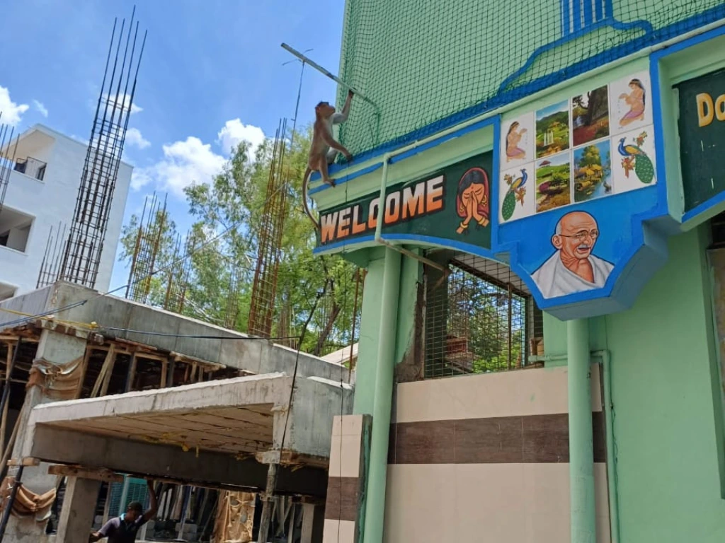 Monkeys Safety Nets | Call 9000700328