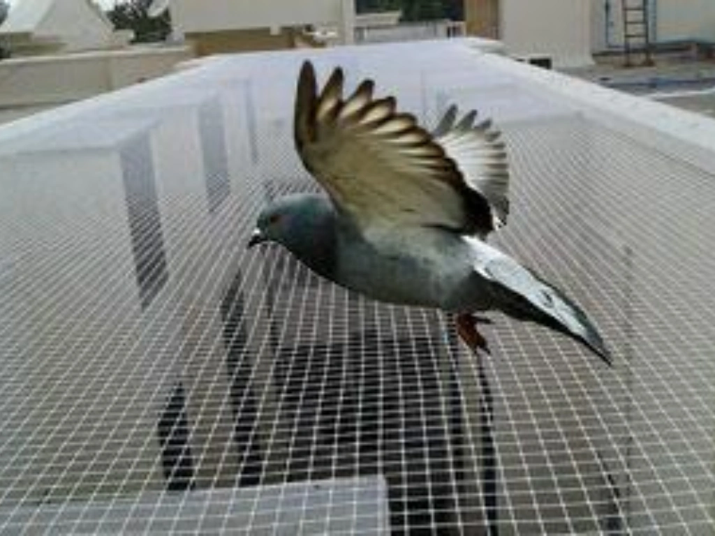 Pigeon Protection Nets in Rangareddy | Call 9000700328